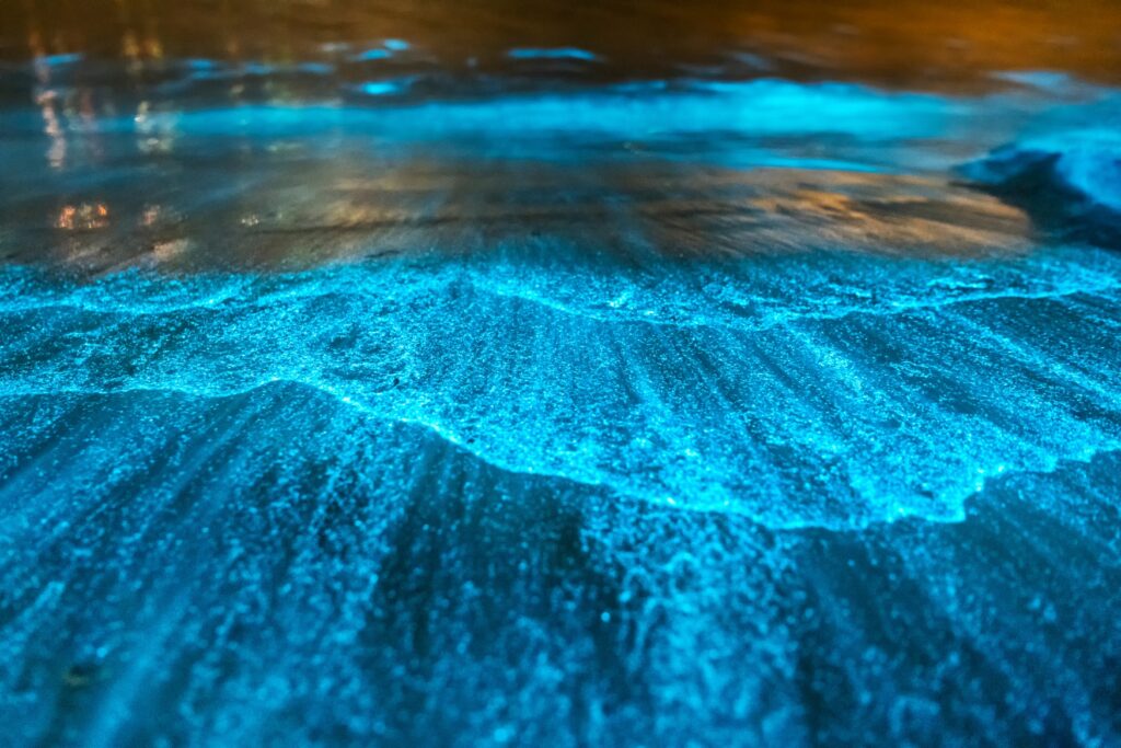 Explore 7 Must-See Bioluminescent Beaches in the World in 2026
