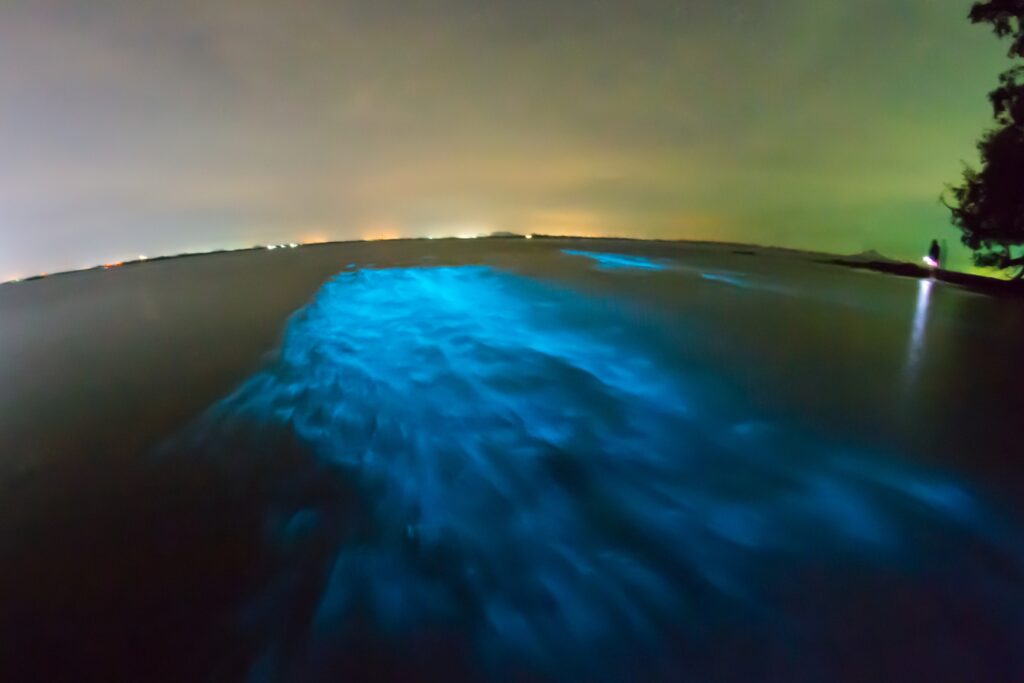 Explore 7 Must-See Bioluminescent Beaches in the World in 2026