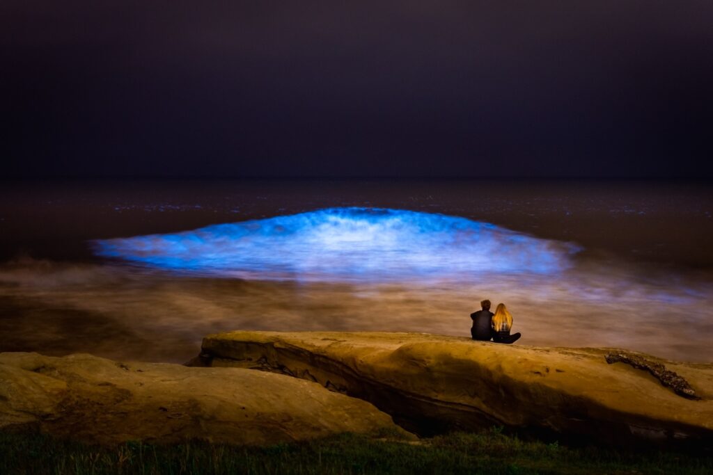 Explore 7 Must-See Bioluminescent Beaches in the World in 2026