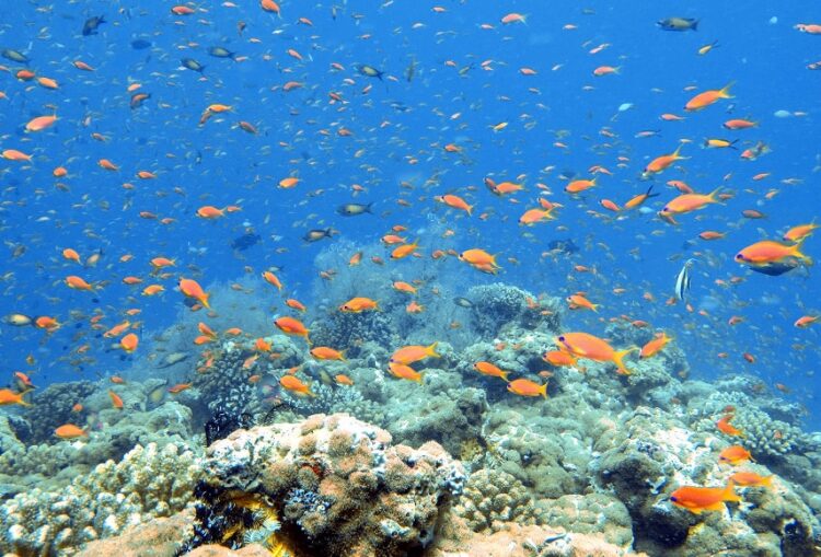 Top 12 House Reefs In The Maldives (With Photos) In 2026