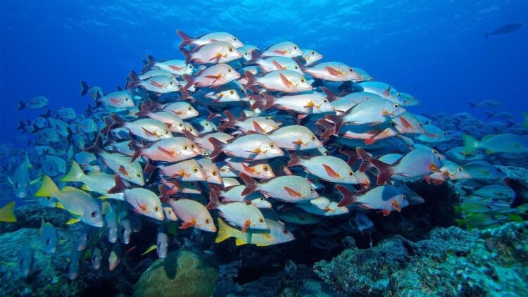 Top 12 House Reefs In The Maldives (With Photos) In 2026
