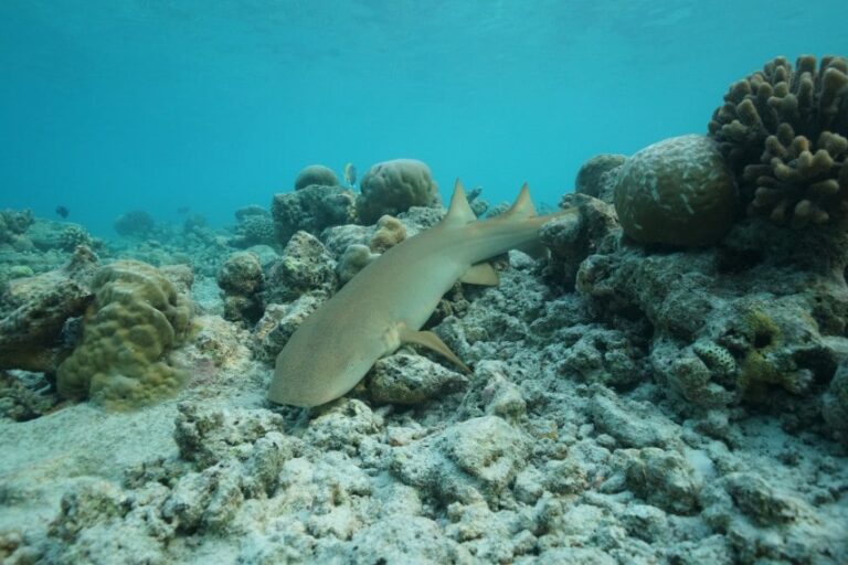 Top 12 House Reefs In The Maldives (With Photos) In 2026